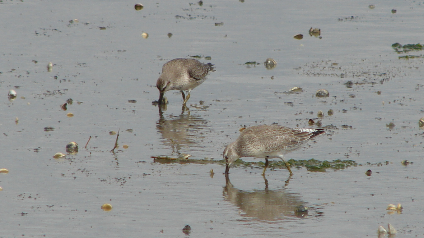 Het dappere strandlopertje – Vanzelfsprekender